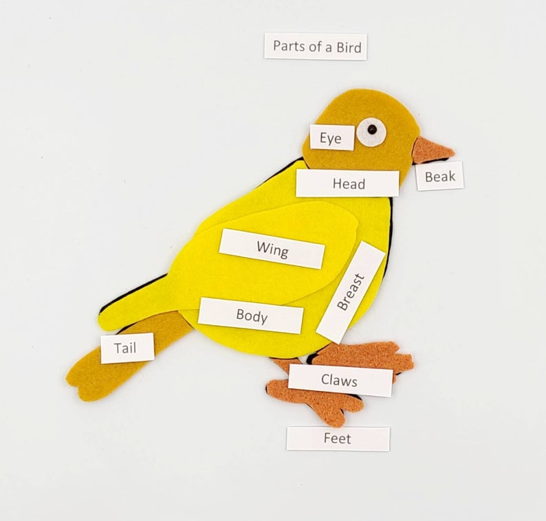 Felt Bird Puzzle Montessori Bird Anatomy Felt Set - Etsy