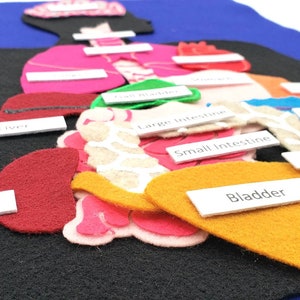 Felt Anatomy Set | Human Organs Felt Set | Body Parts Felt | Inside the ...