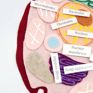 Animal cell felt board Animal cell felt Montessori Felt | Etsy