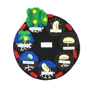 Life Cycle Felt Model Set: Science Homeschool Curriculum - Etsy