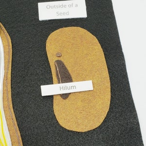 Seed Anatomy Felt Board, Seed Parts Felt Set, Seed Montessori, Felt ...
