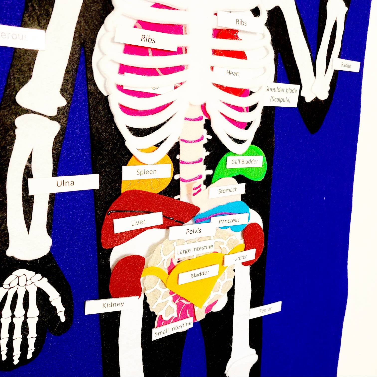 Felt Anatomy Set: Bones & Organs - Montessori Science - Etsy