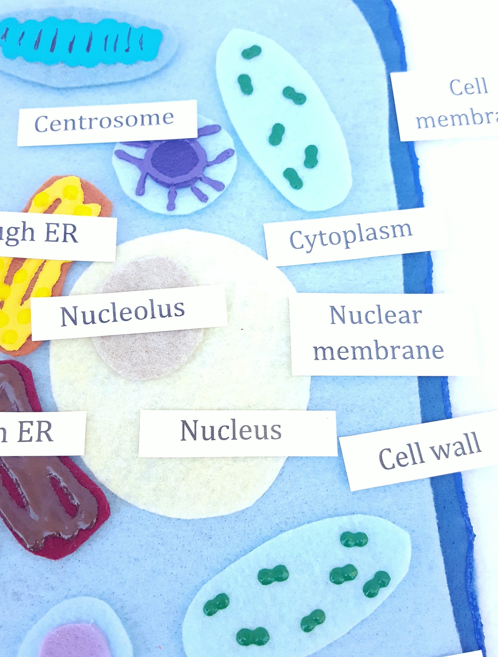 Plant Cell Felt Model Set: Montessori Homeschool Science - Etsy