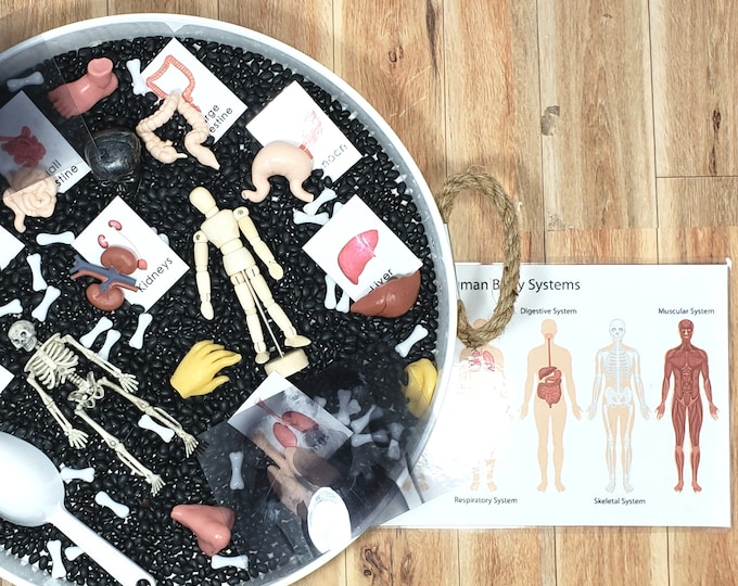 Anatomy Sensory Bin | Body Sensory Bin | Anatomy Lesson | Montessori ...
