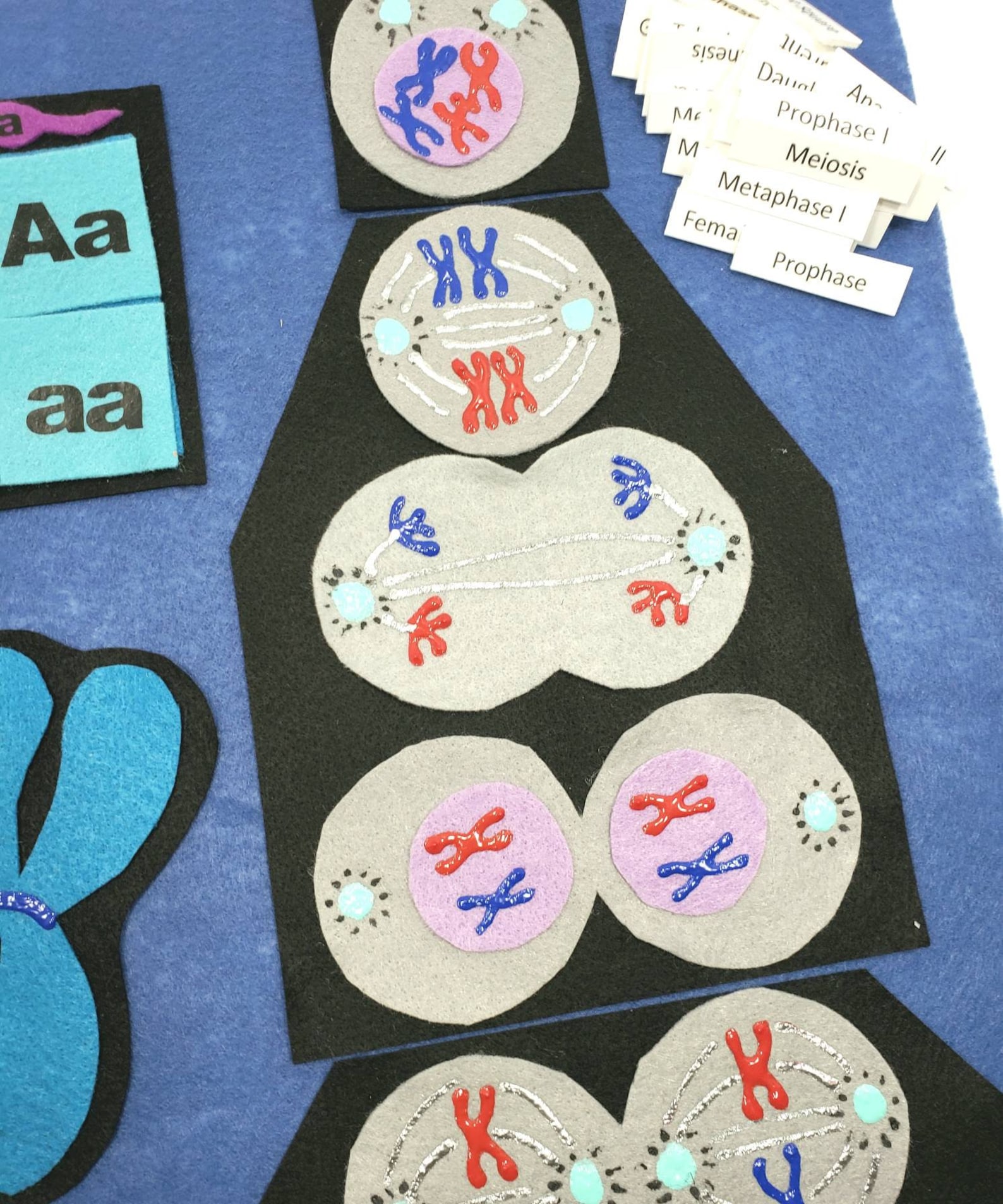 Mitosis Meiosis Felt Model : Cell Division Montessori Homeschool ...