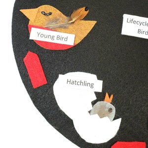 Robin Life Cycle, Robin Felt Set , Life Cycle Flannel Set, Bird Life ...