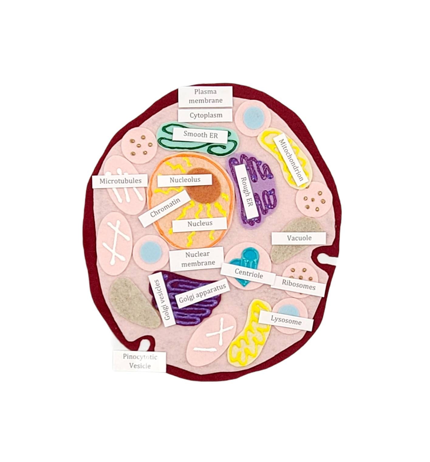 3d Animal Cell Model Labeled