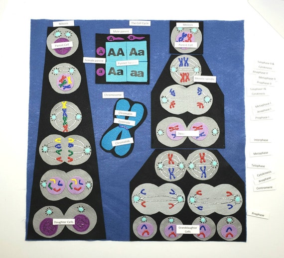 Cell Cycle Project Ideas