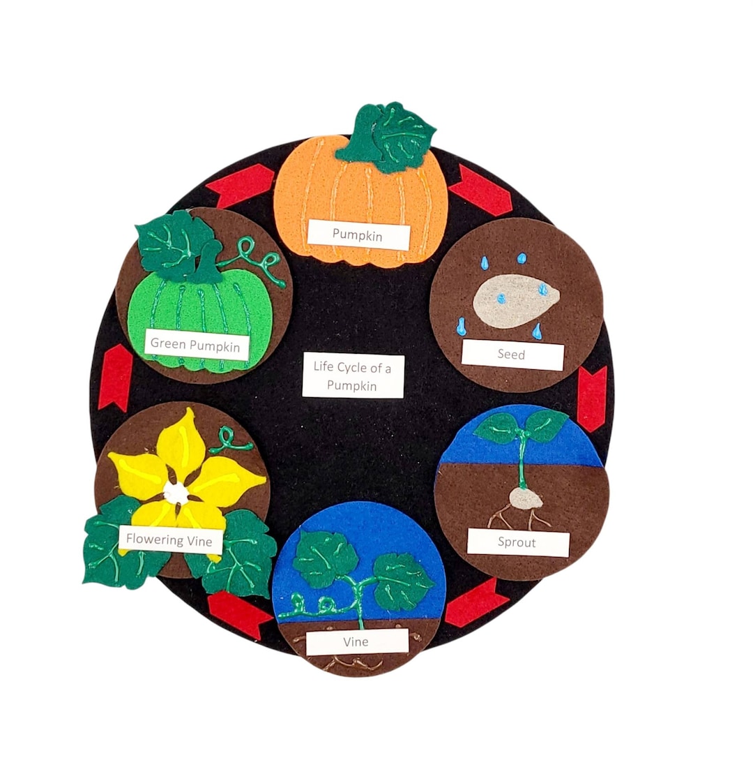Pumpkin Life Cycle Felt Board Set: Homeschool Science Learning - Etsy