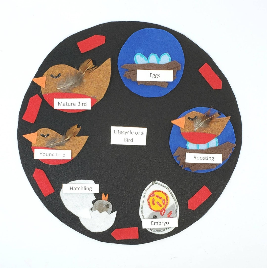 Robin Life Cycle | Robin Felt Set | Life Cycle Flannel Set | Bird Life ...