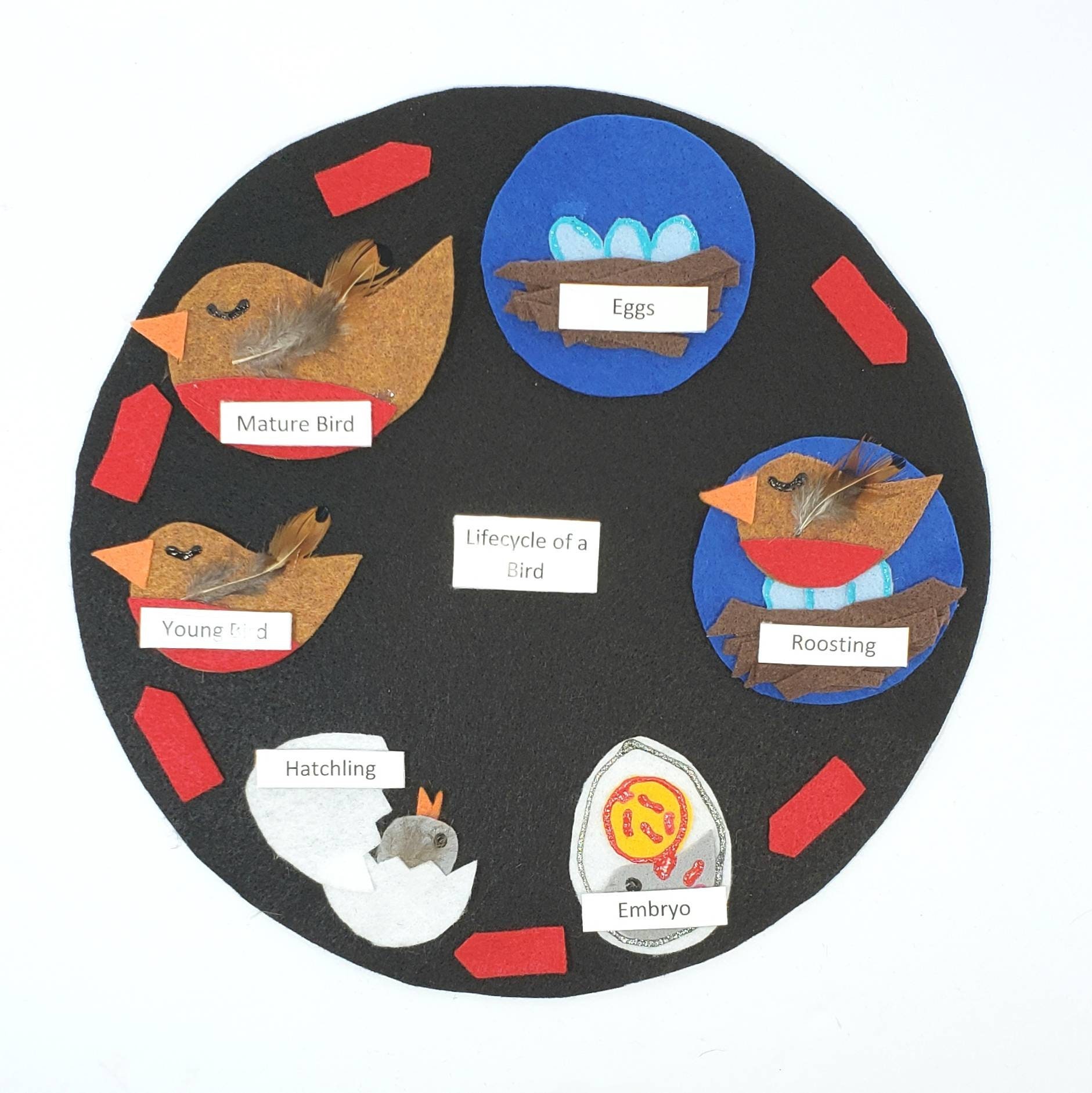 Robin Life Cycle Robin Felt Set Life Cycle Flannel Set - Etsy Australia