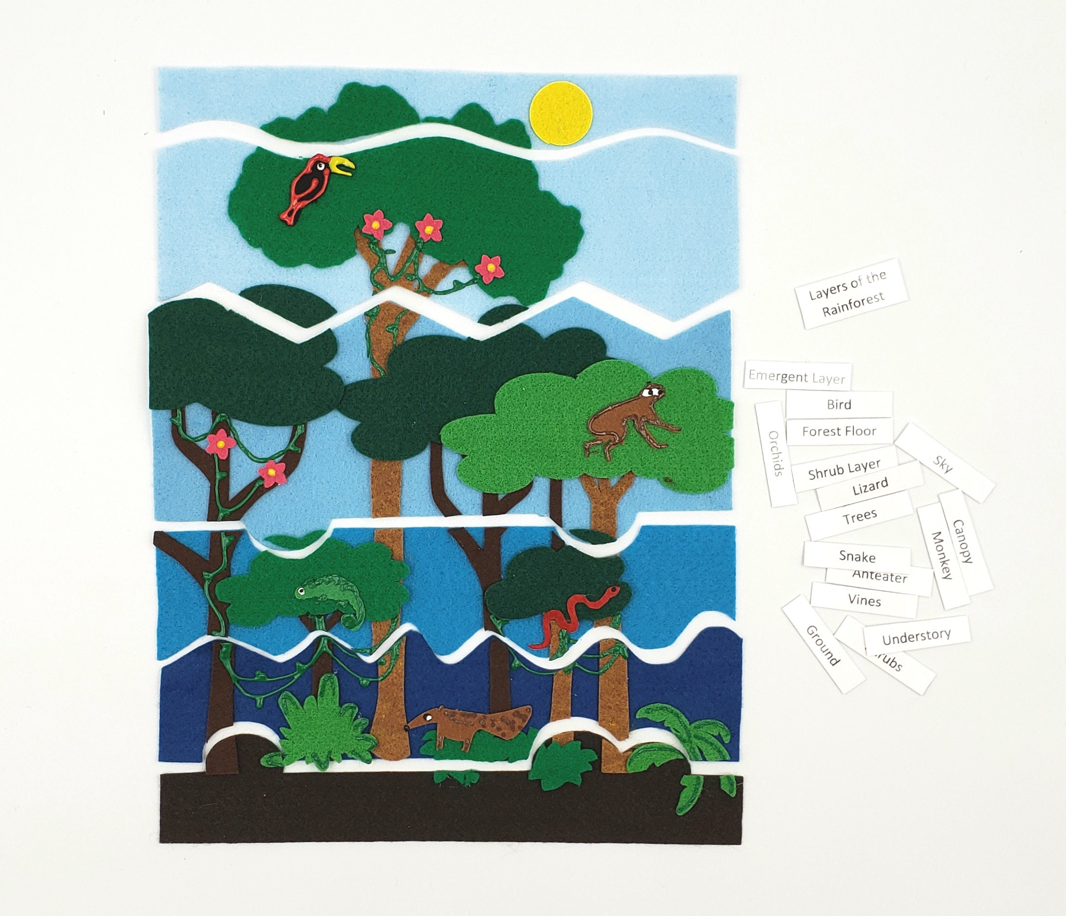 Rainforest Layers For Kids