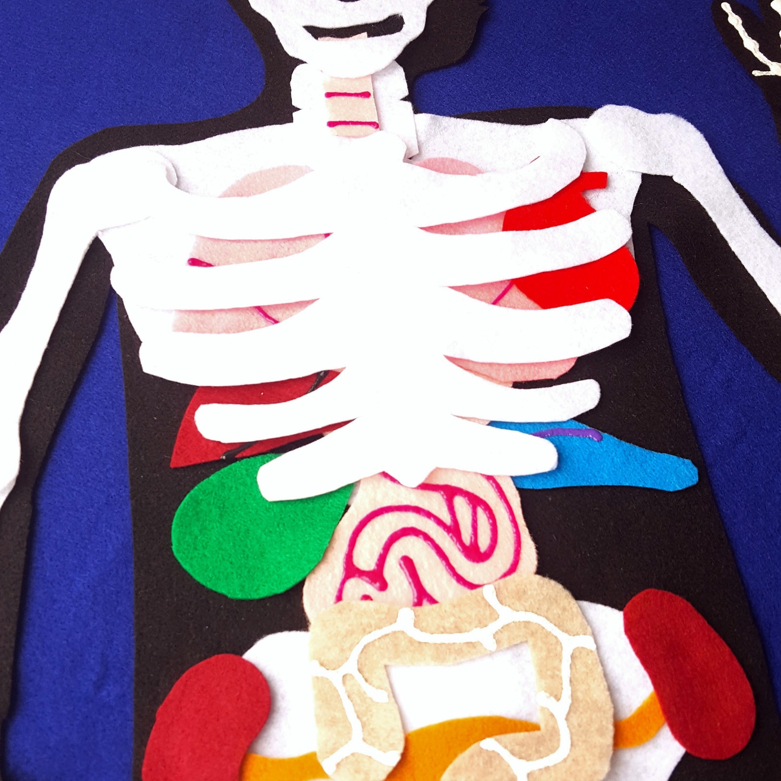 Felt Bones Organs Anatomy Set Felt Body Set Felt Organs | Etsy