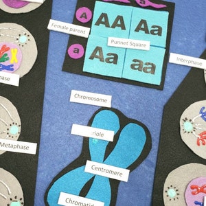 Mitosis Meiosis Felt Board: Cell Division Montessori Homeschool Science ...