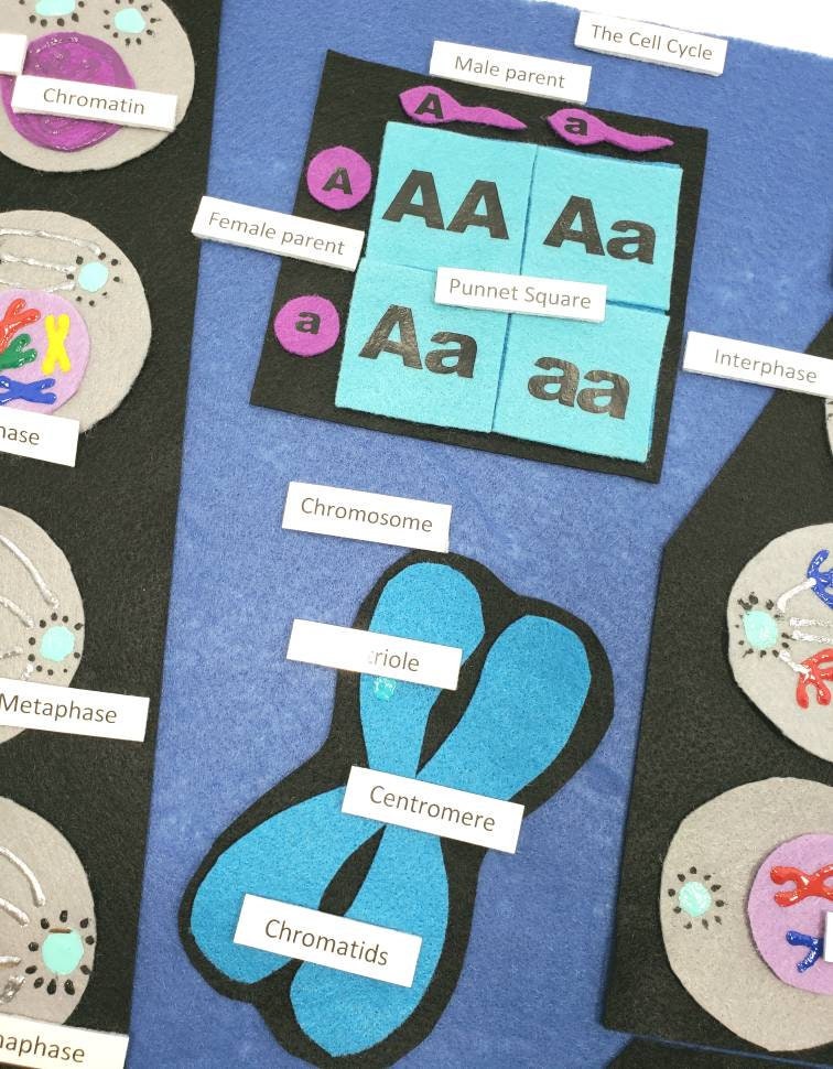Cell Cycle Project Ideas