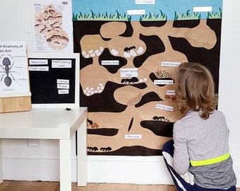 All-in-one Ant Habitat Premium Ant Nest Formicarium Kit - Etsy