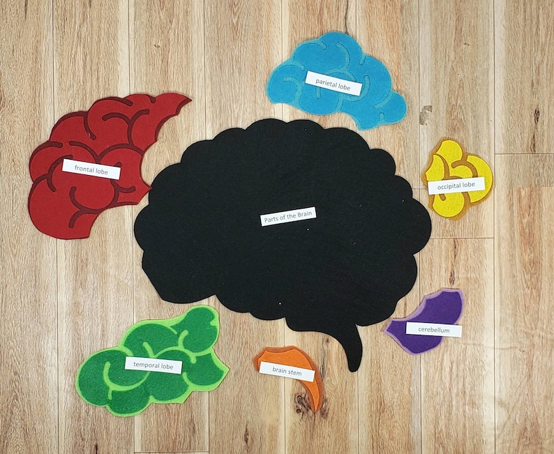 Brain complex The Brain Felt Set Felt Brain Model | Etsy