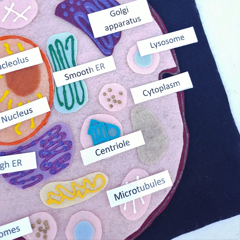 Animal cell felt board Animal cell felt set Animal cell | Etsy