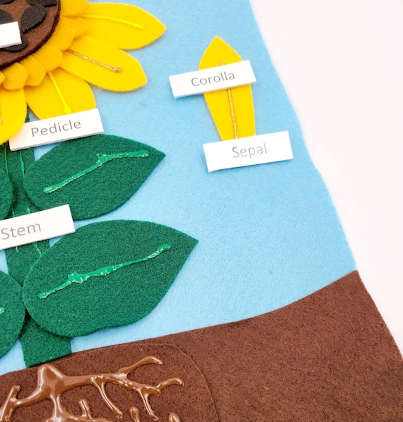 Classification Of Sunflower