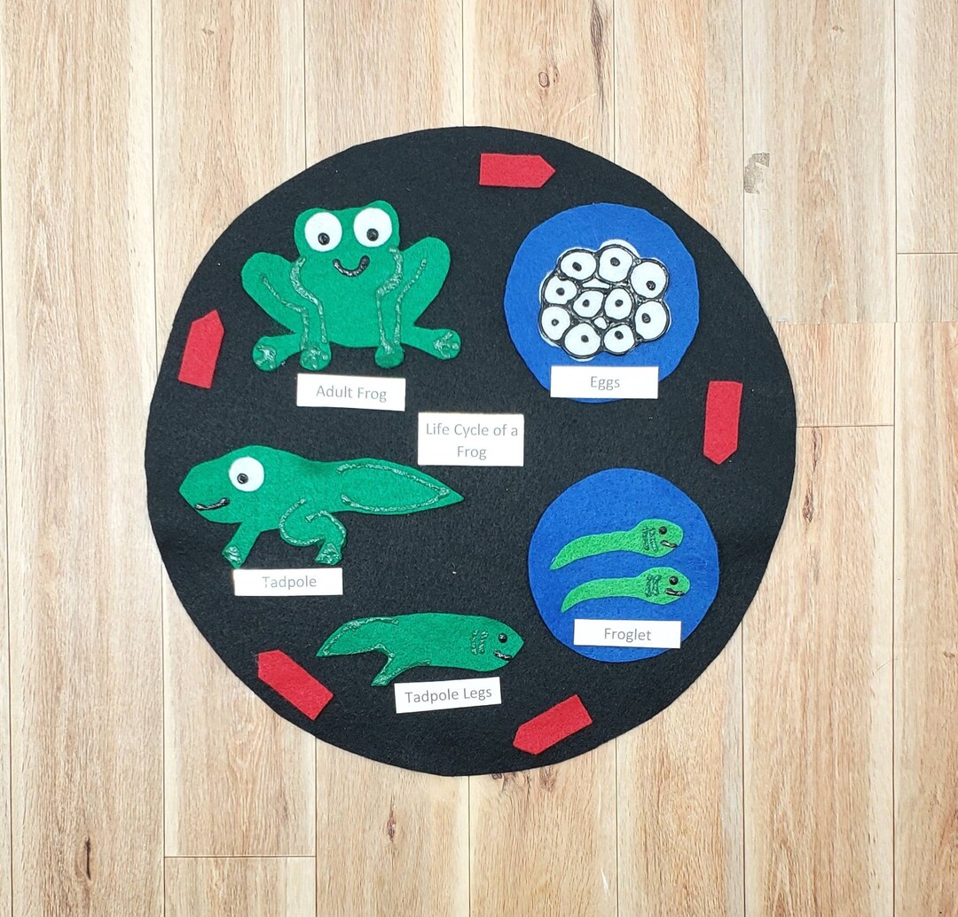 Frog Life Cycle Felt Board | Life Cycle Felt Board | Frog Life Cycle ...