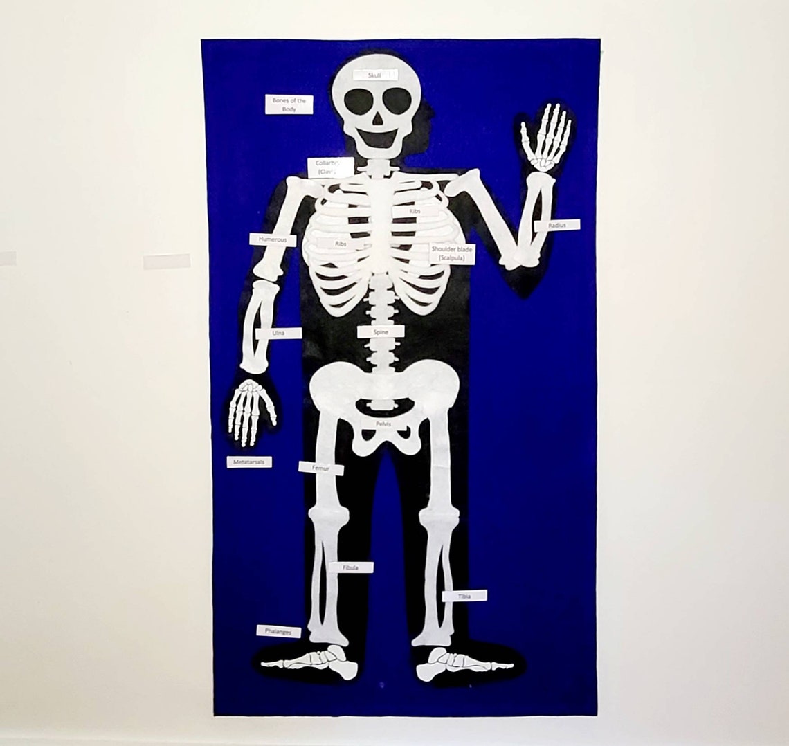 Felt Anatomy Set: Bones & Organs - Montessori Science - Etsy