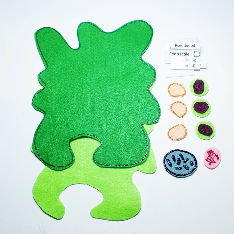 Amoeba Felt Model Set: Homeschool Biology Montessori Flannel - Etsy