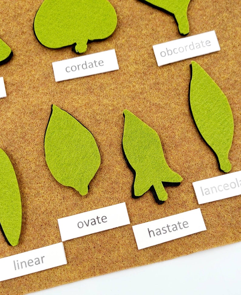 Botany Felt Set Montessori Leaf Shape Classification - Etsy