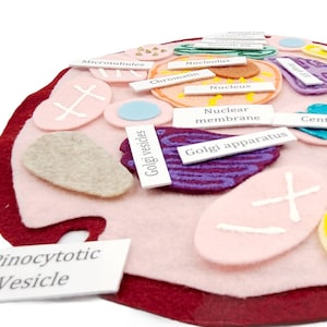 Animal Cell Felt Board | Animal Cell Felt| Montessori | Felt Board ...