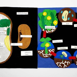 Seed Anatomy Felt Board, Seed Parts Felt Set, Seed Montessori, Felt ...