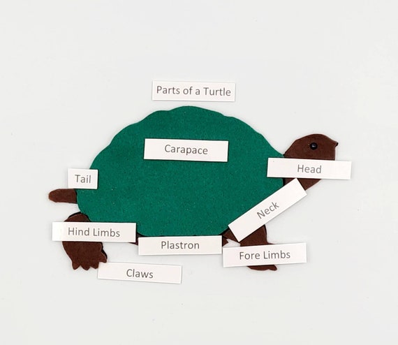 Felt Turtle Puzzle Montessori Turtle Anatomy Felt Set | Etsy