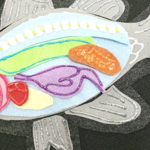 Fish Anatomy Felt Board Parts of a Fish Felt Set Montessori Biology ...