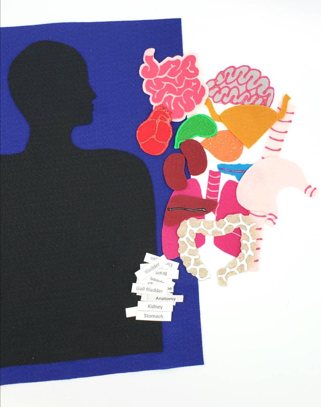 Felt Anatomy Set | Human Organs Felt Set | Body Parts Felt | Inside the ...