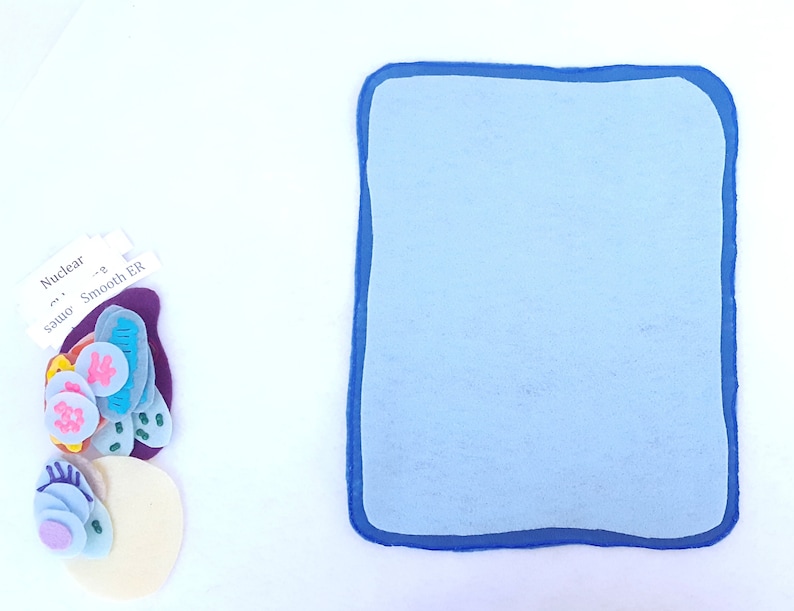 Plant Cell Felt Model Set: Montessori Homeschool Science - Etsy