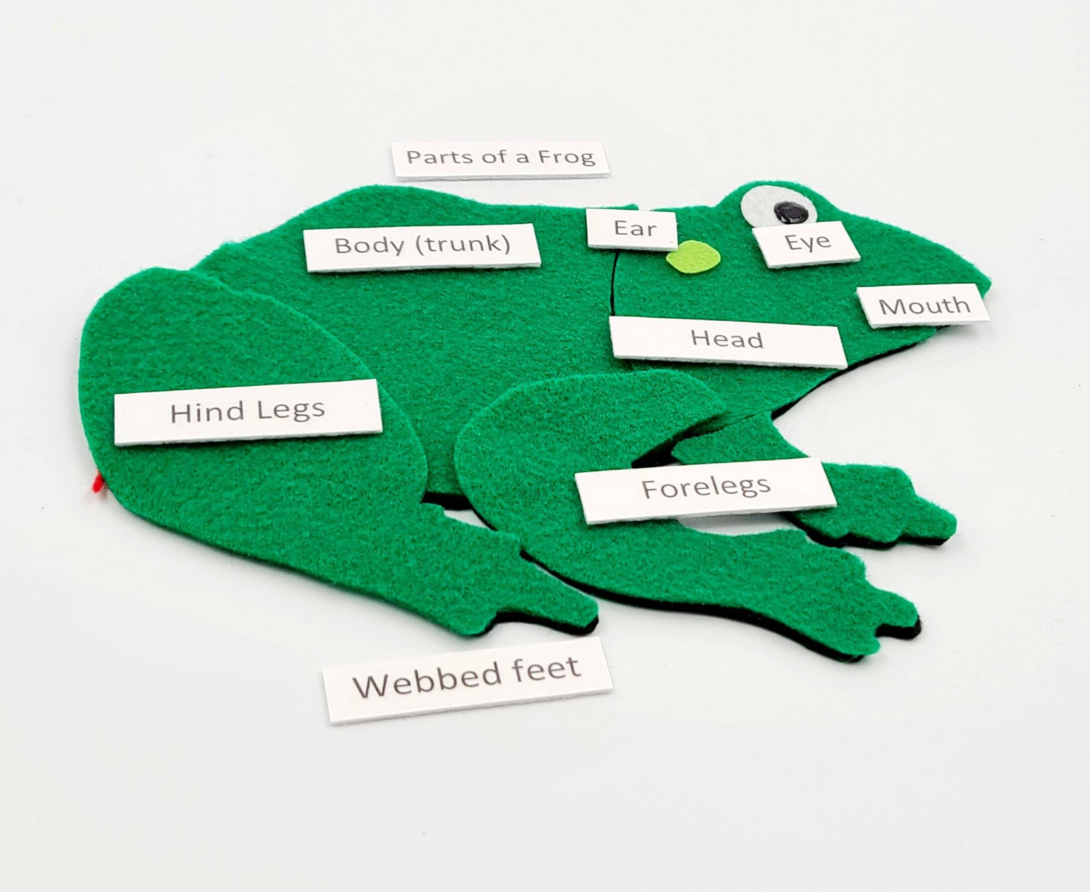 Felt frog puzzle Montessori frog anatomy felt set | Etsy