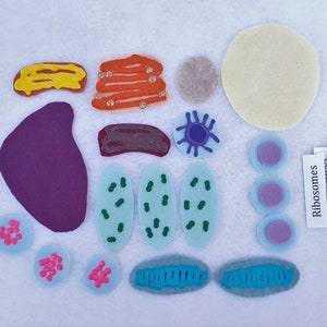 Plant Cell Felt Model Set: Montessori Homeschool Science - Etsy