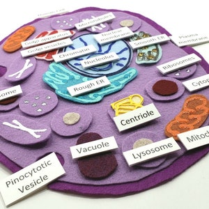 Human Cell Felt Board Human Cell Felt Set Human Cell Montessori Science ...