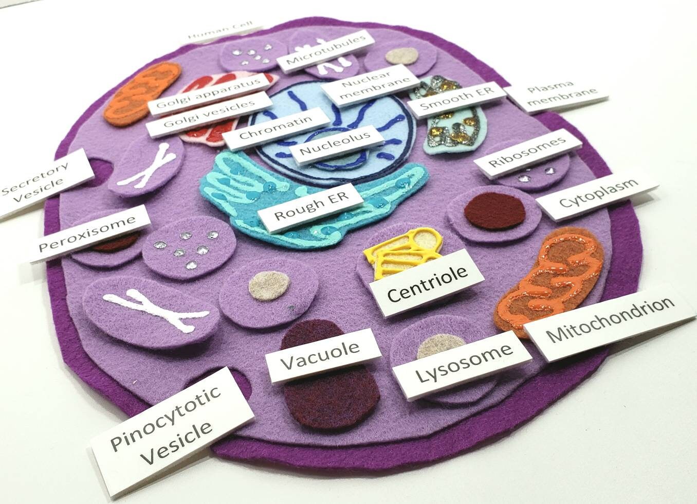 Human Cell Project Model