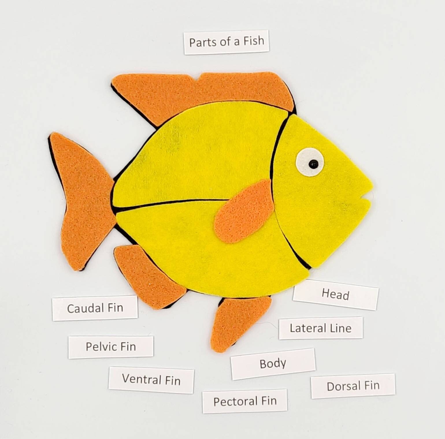 Felt fish puzzle Montessori fish anatomy felt set | Etsy