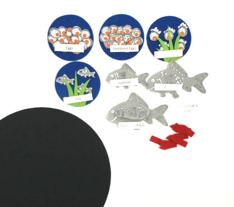 Fish Life Cycle Fish Felt Set Life Cycle Flannel Set Fish - Etsy