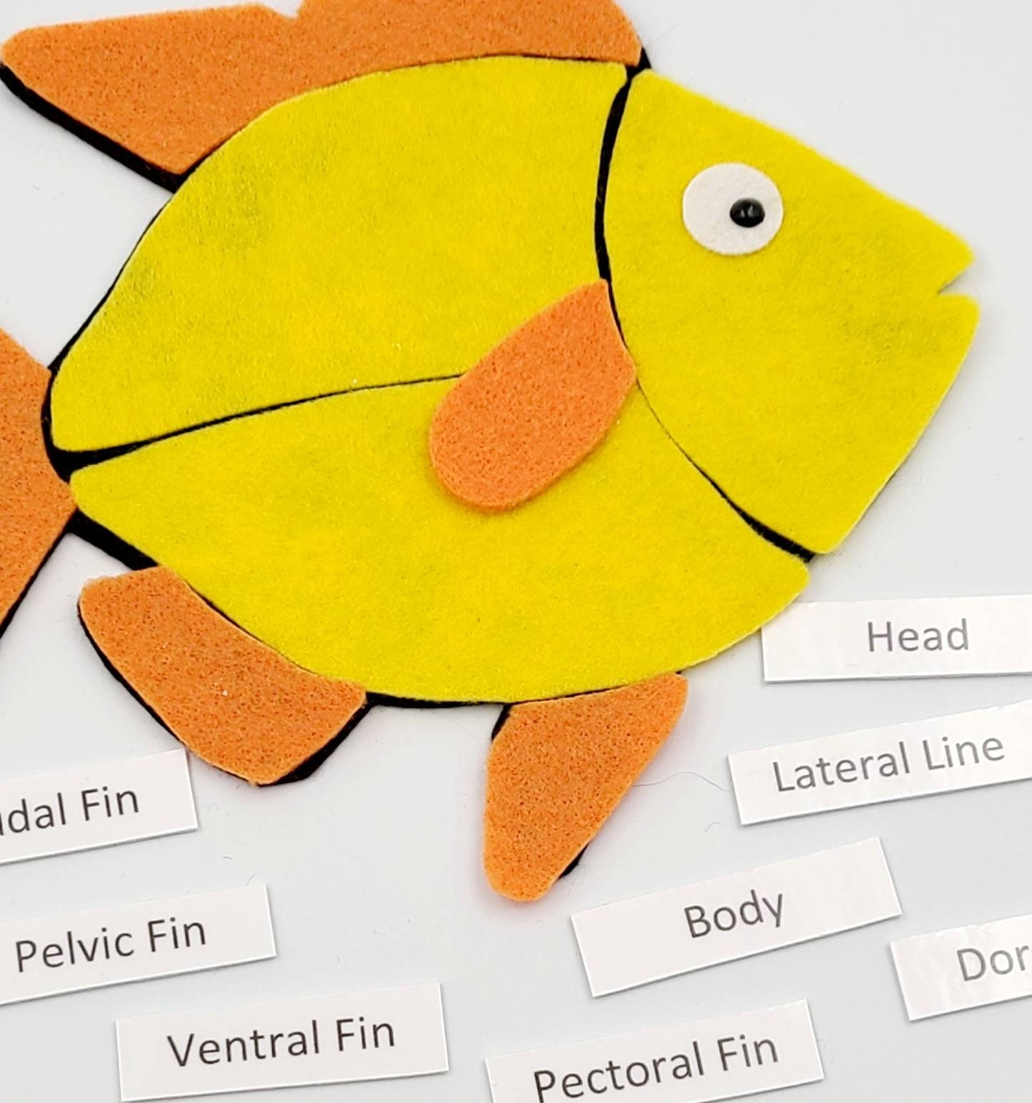 Felt fish puzzle Montessori fish anatomy felt set | Etsy