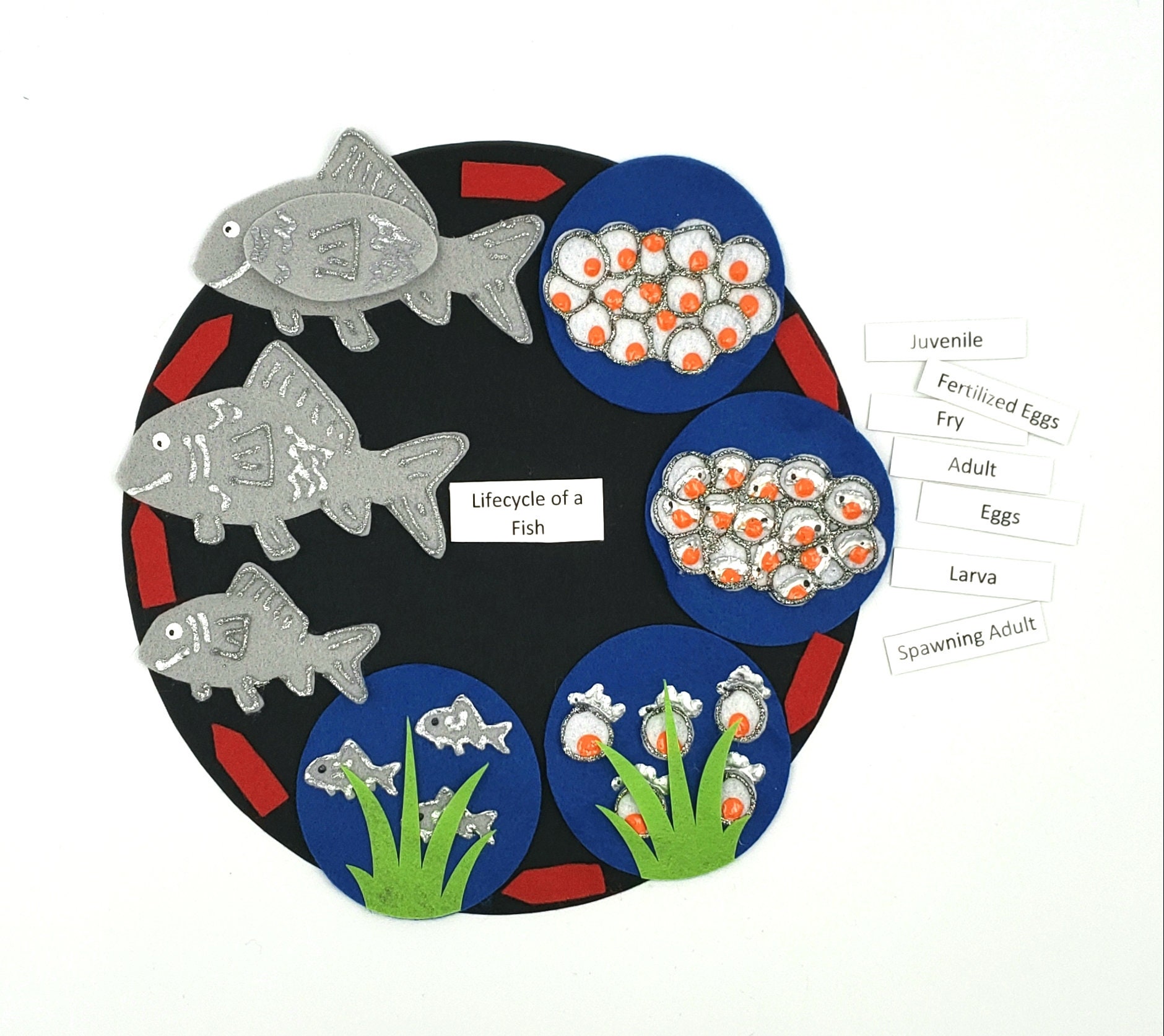 Fish Life Cycle Felt Board Set: Homeschool Science - Etsy