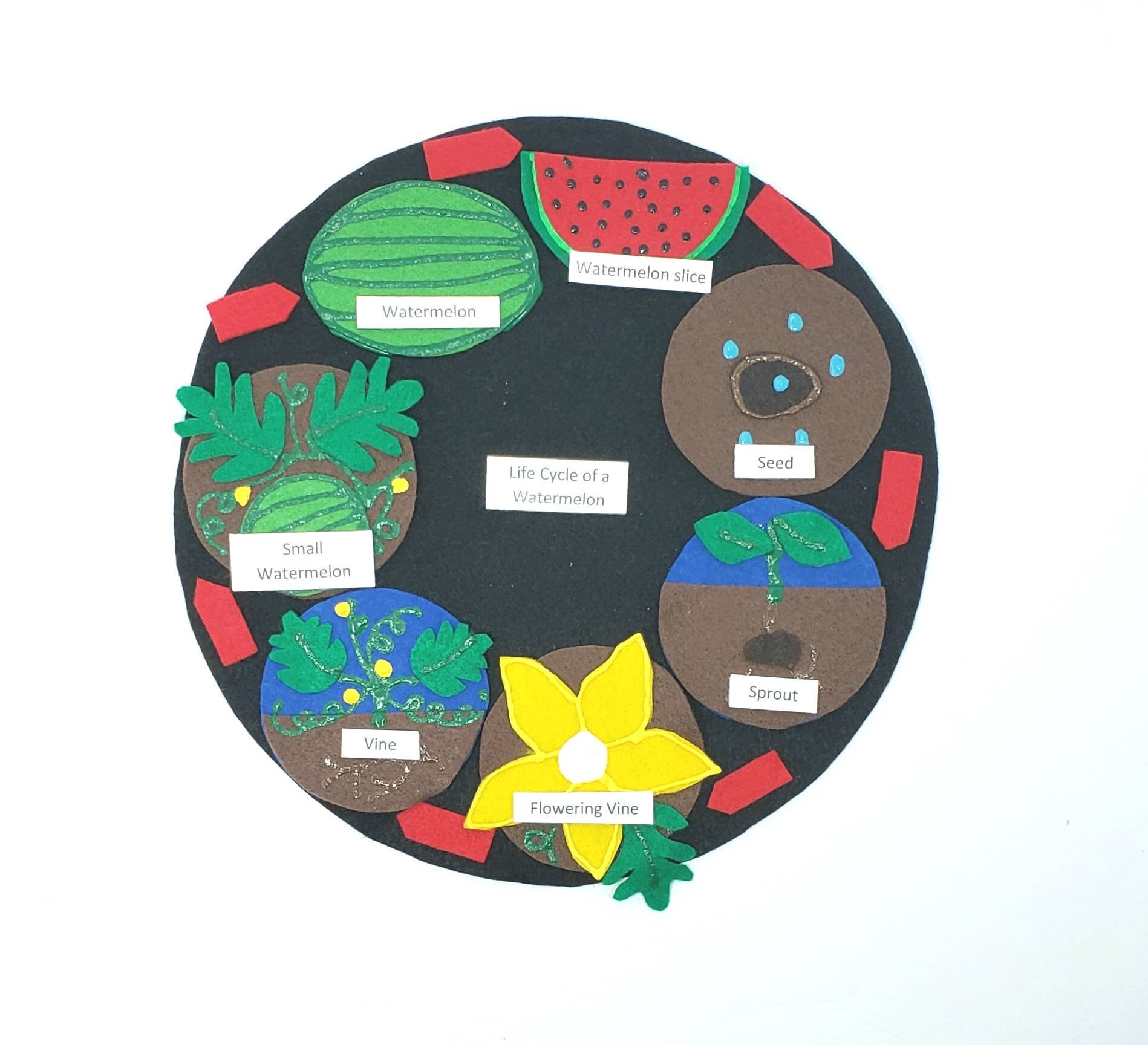 Watermelon Life Cycle Watermelon Felt Set Life Cycle | Etsy Singapore