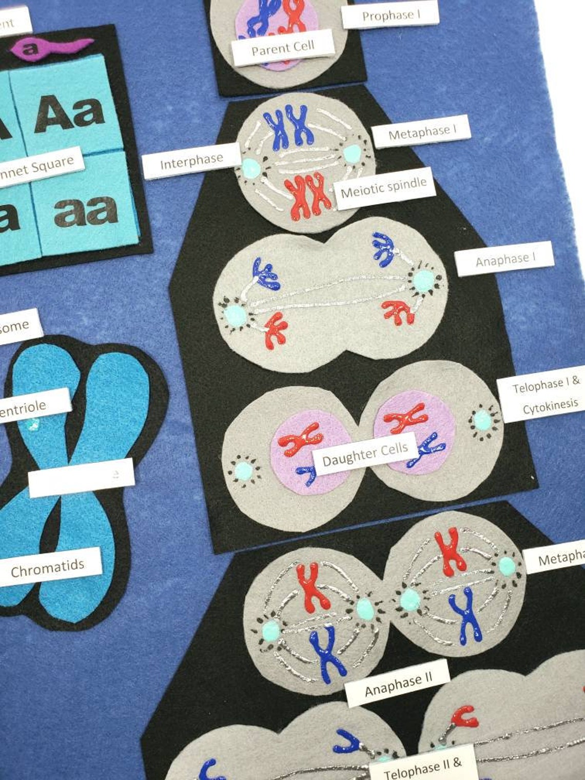 Mitosis Meiosis Felt Model : Cell Division Montessori Homeschool ...