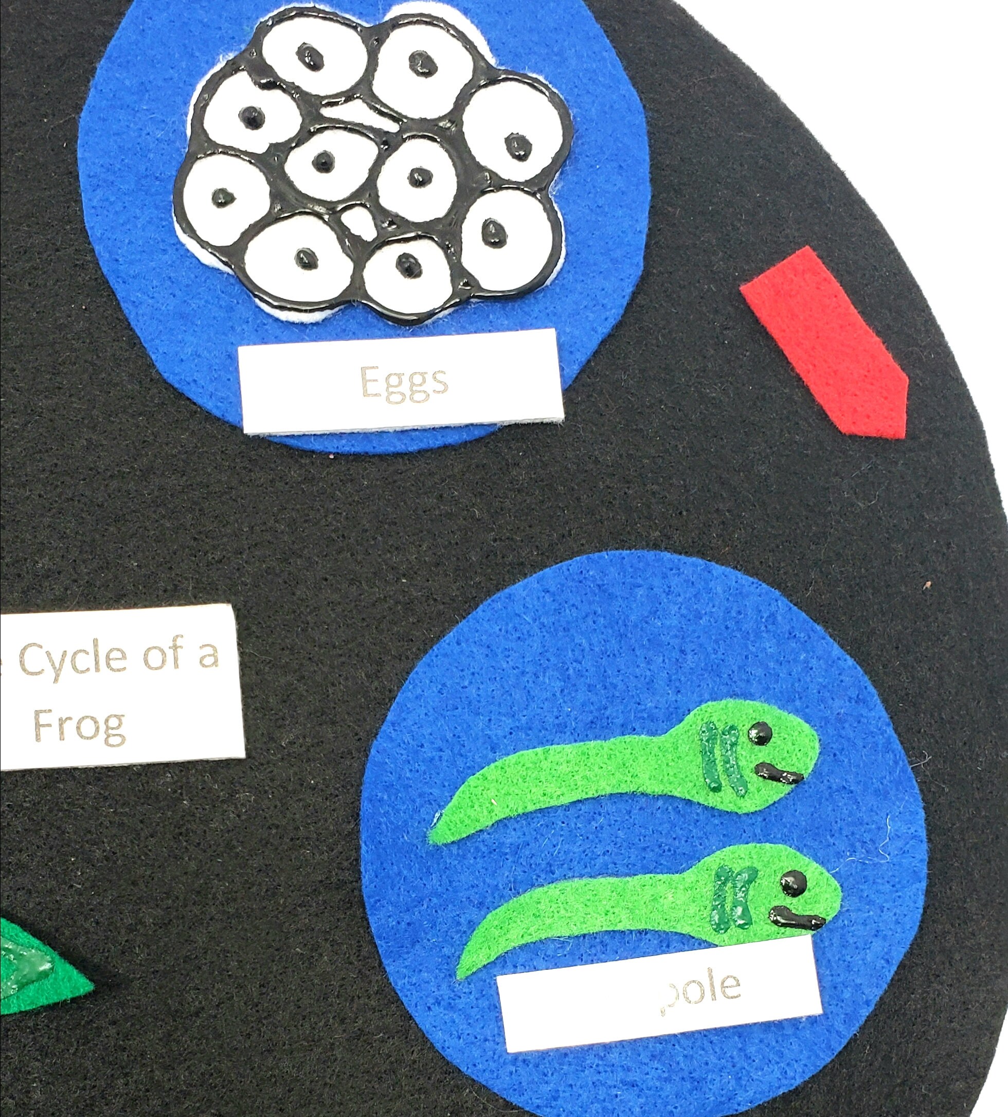Frog Life Cycle Felt Board: Homeschool Science Set - Etsy
