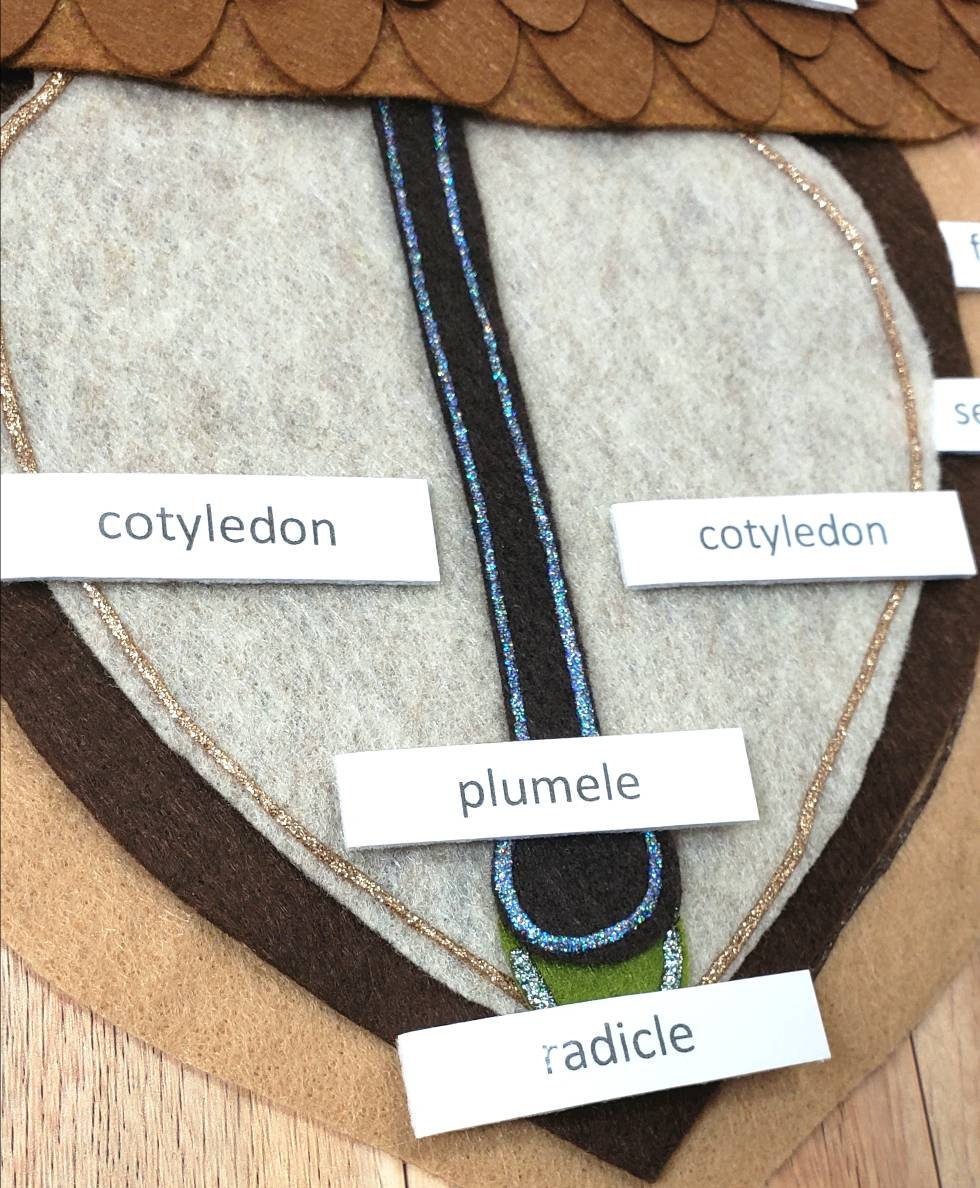 Acorn Anatomy Felt Board Acorn Parts Felt Set Acorn | Etsy Ireland