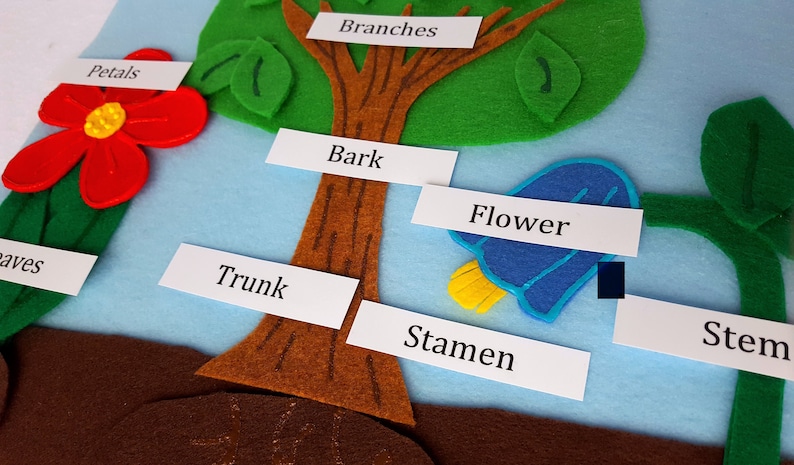 Plant parts felt set biology felt board botany felt set | Etsy