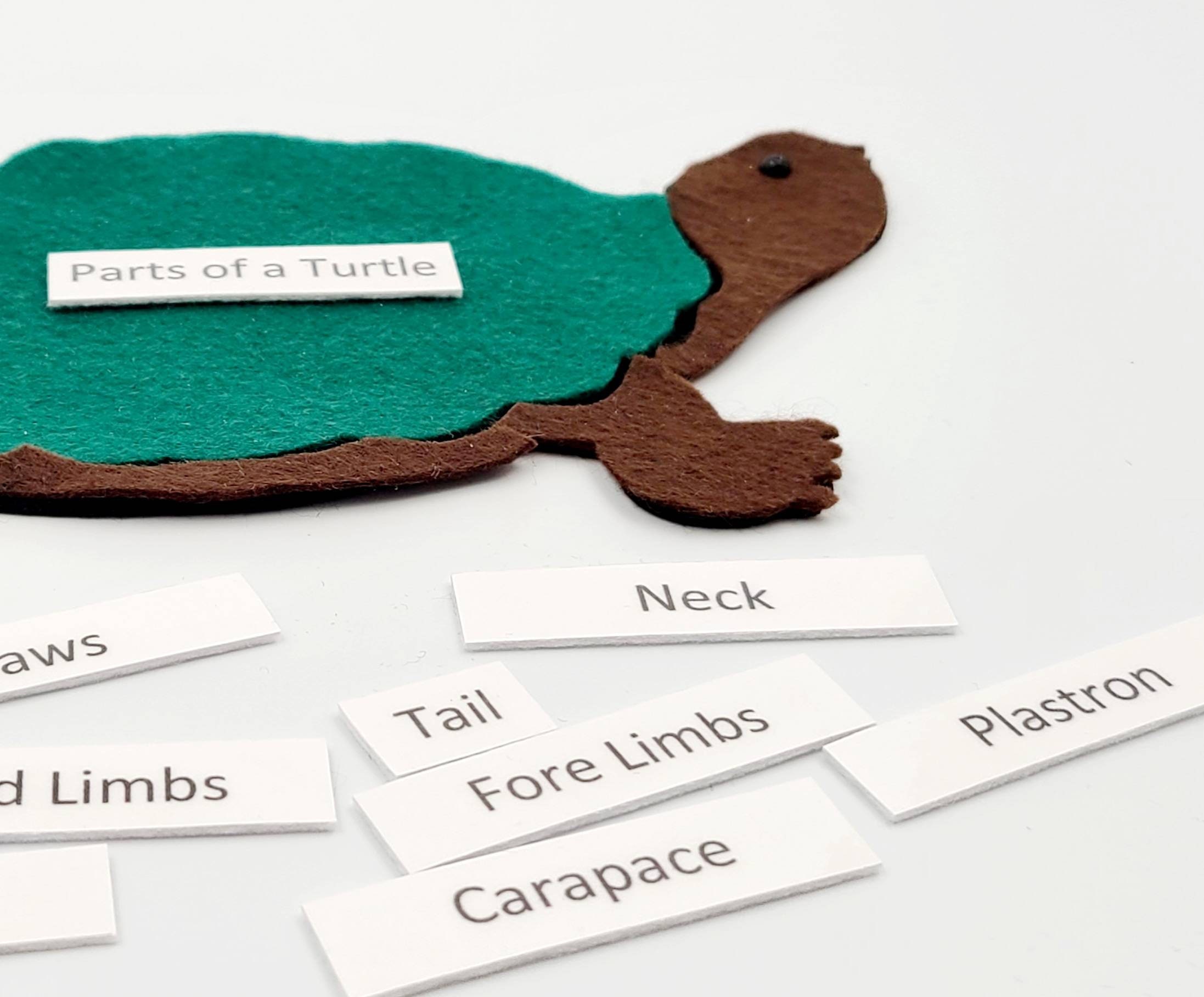 Felt Turtle Puzzle: Montessori Anatomy Set With Laminated Labels - Etsy