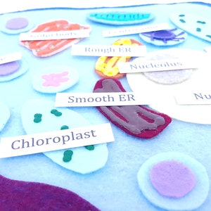 Plant Cell Felt Model Set: Montessori Homeschool Science - Etsy