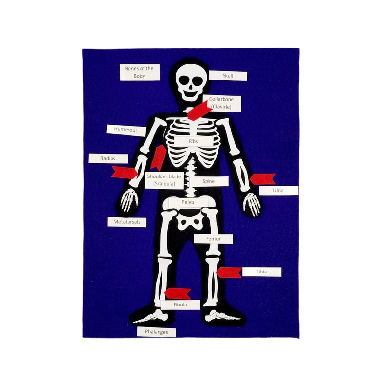 Felt Skeleton Anatomy Set: Montessori Homeschool Science - Etsy