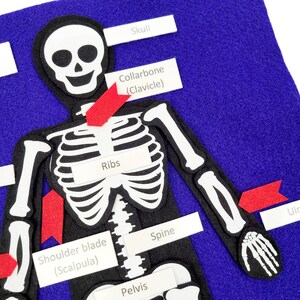 Skeleton Felt Set, Bone Identification, 45cm/18", Skeleton Anatomy ...